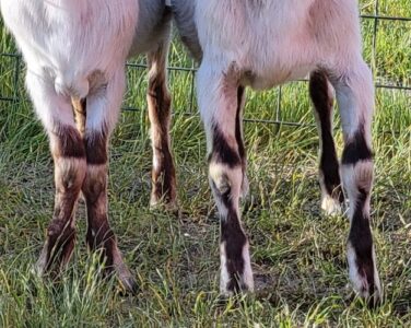 What to Look for in a Breeding Buck - Goat Journal